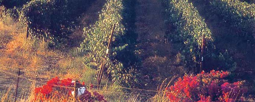 El éxito de los vinos israelíes - Morashá