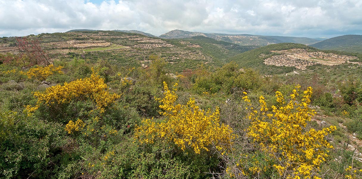 Os 12 Espiões, Tishá b’Av e a Terra de Israel - Morashá